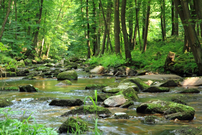 Small River in the Green Forest Stock Photo - Image of green, outdoor ...