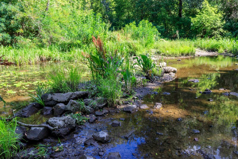 Small River in Green Forest at Summer Stock Photo - Image of reflection ...