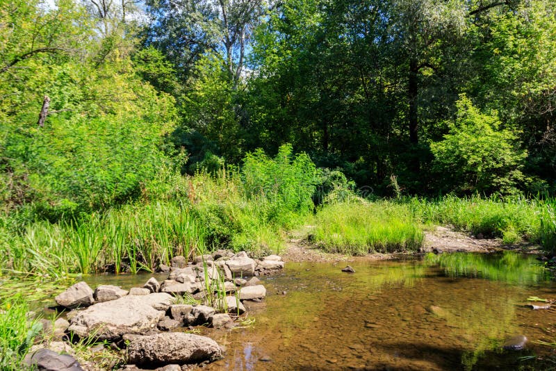 Small River in Green Forest at Summer Stock Image - Image of clean ...