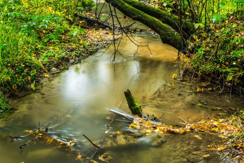 Small River in the Green Summer Forest Stock Image - Image of growth ...