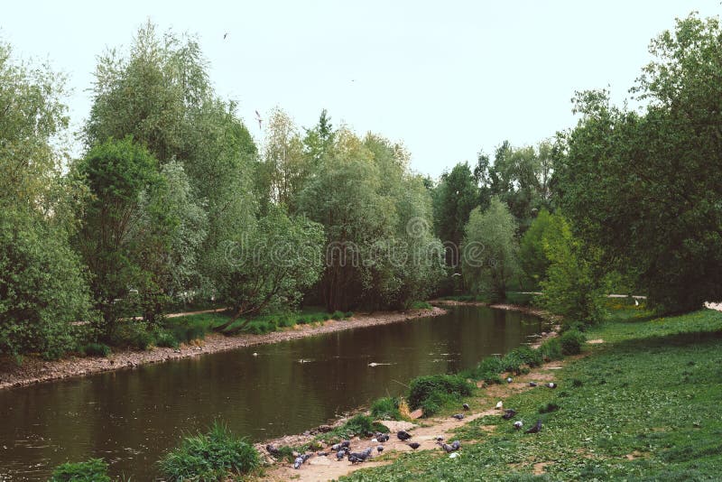 Small River in the Green Summer Park. Stock Photo - Image of light ...