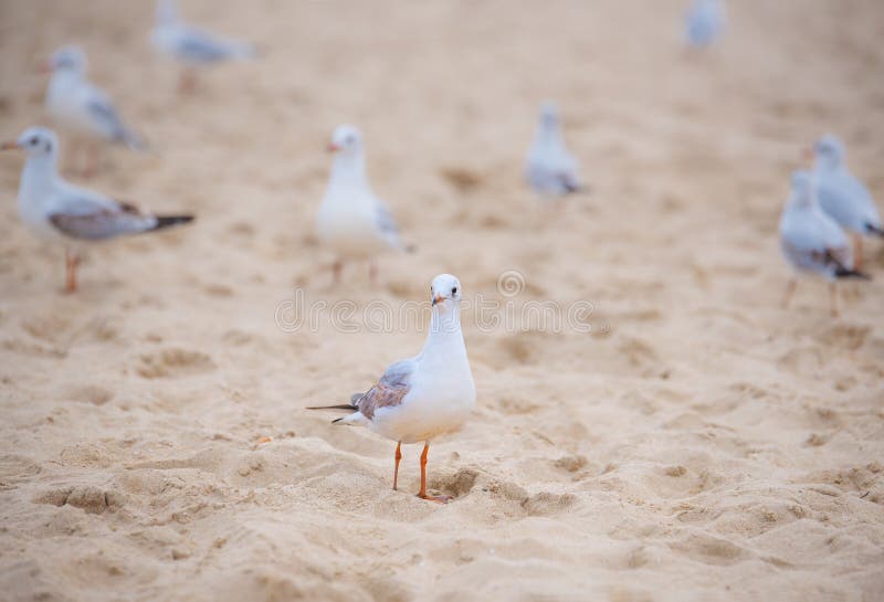 Small river gull stock image. Image of nature, ocean - 171087563