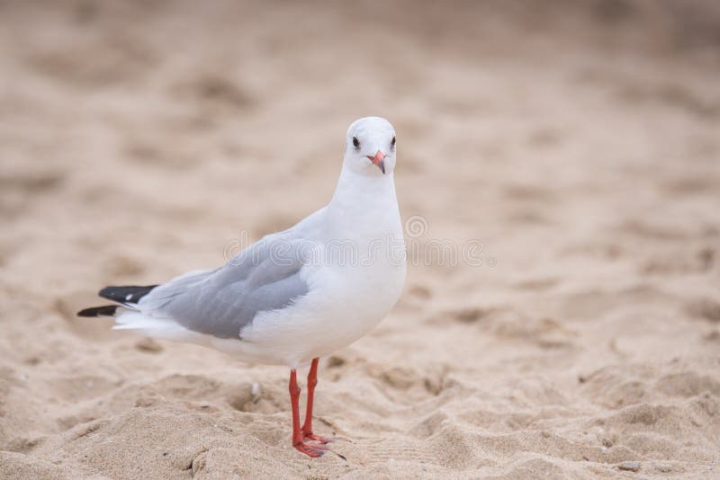 Small river gull stock photo. Image of bird, nature - 171087662