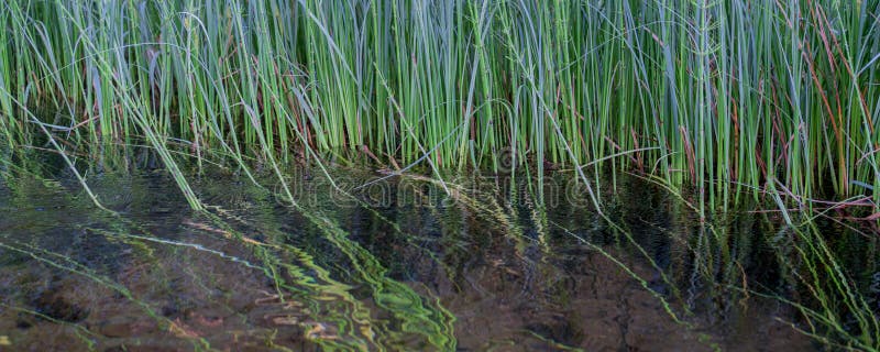 A Small River in a Humid Dense Forest on a Sunny Day. Grass in the ...