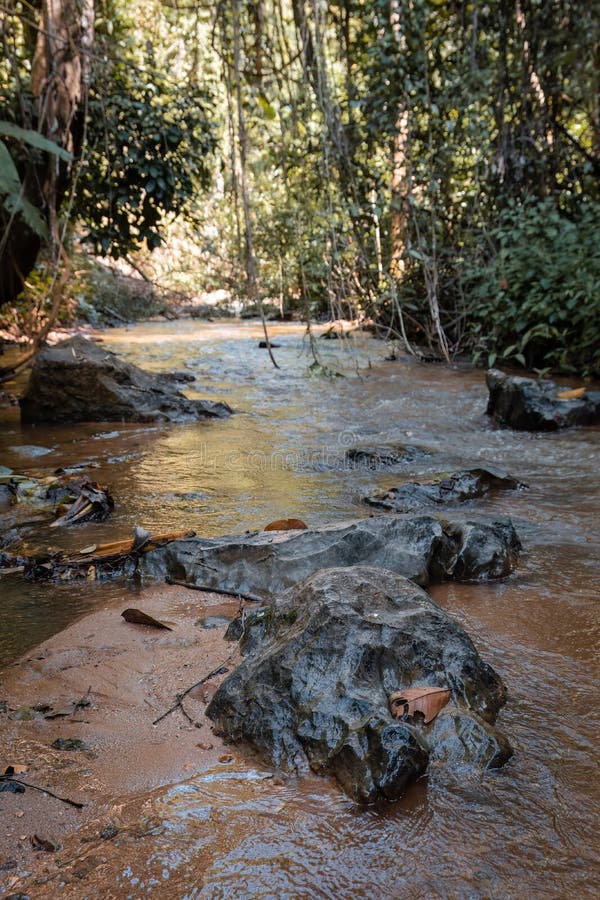 Small River through the Jungle with a Rock in the Foreground Stock ...