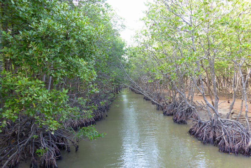 Small River in Mangrove Forest Stock Image - Image of wood, blue: 50845773
