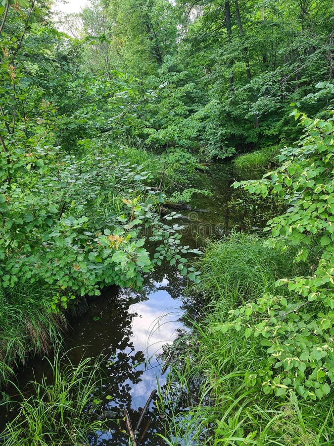 A Small River in the Middle of the Forest, among Trees and Bushes Stock ...