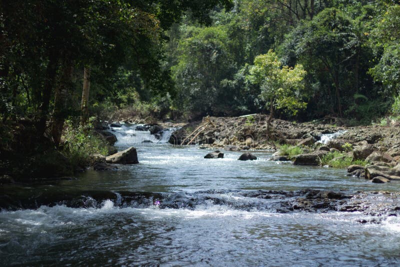 Small River in the Middle of a Tree in a Green Forest and Small Bamboo ...