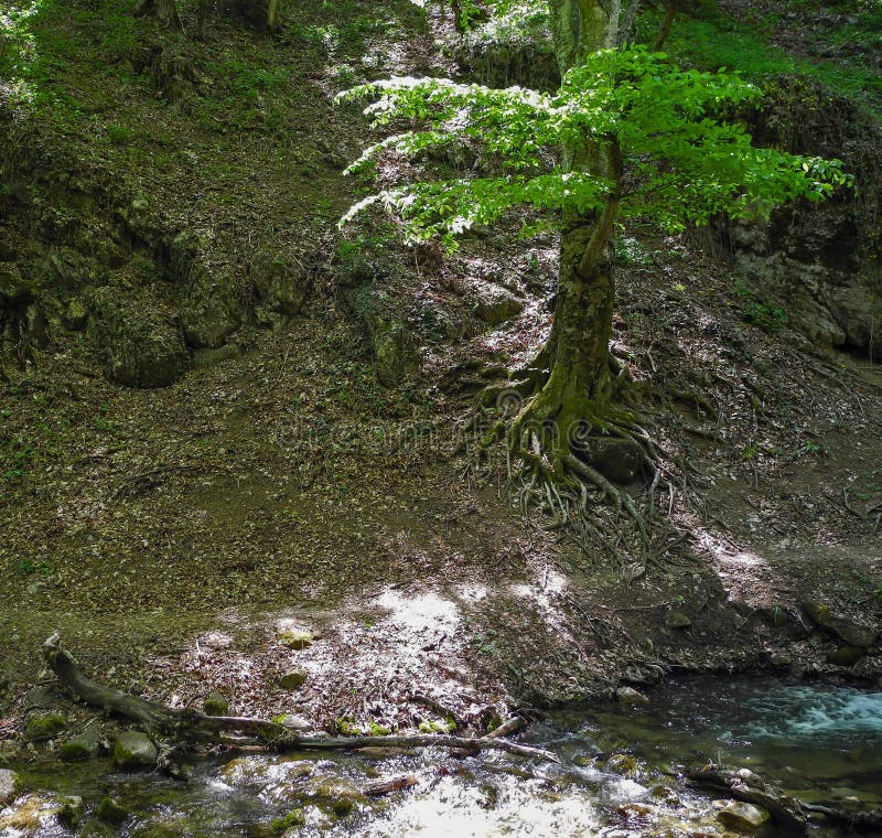 Small River in the Mountain Deciduous Forest. Slope Covered with Old ...