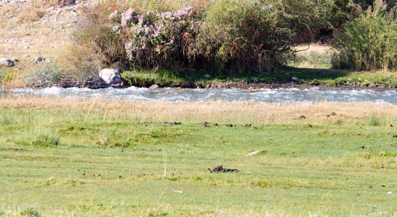 Small river in nature stock photo. Image of forest, aerial - 111776024