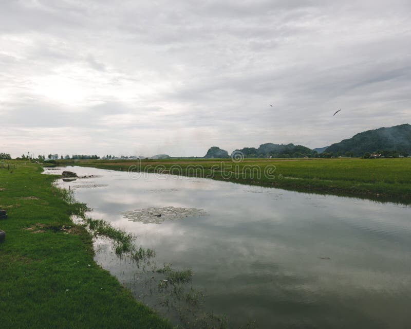Small River Next To the Paddy Fields in Perlis, Malaysia Stock Image ...