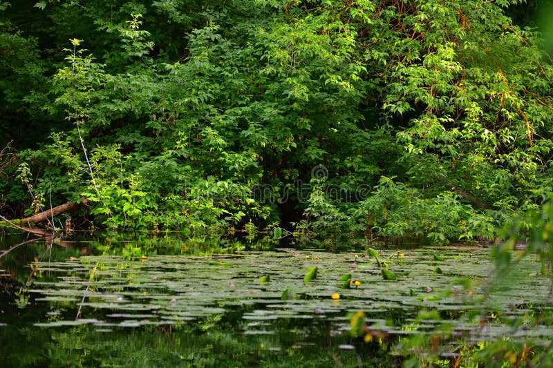 A Small River Overgrown Along the Banks with Tree Stock Image - Image ...