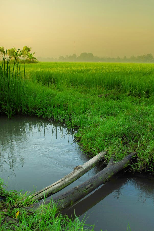 Small river at paddy field stock image. Image of java - 22427345