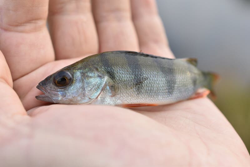 Small River Perch in Hand while Fishing Stock Image - Image of perch ...