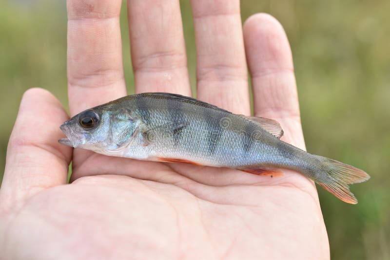 Small River Perch in Hand while Fishing Stock Image - Image of perch ...