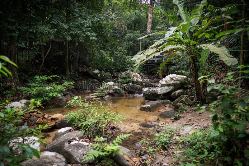 Small River in the Rainforest Jungle Stock Image - Image of peru ...