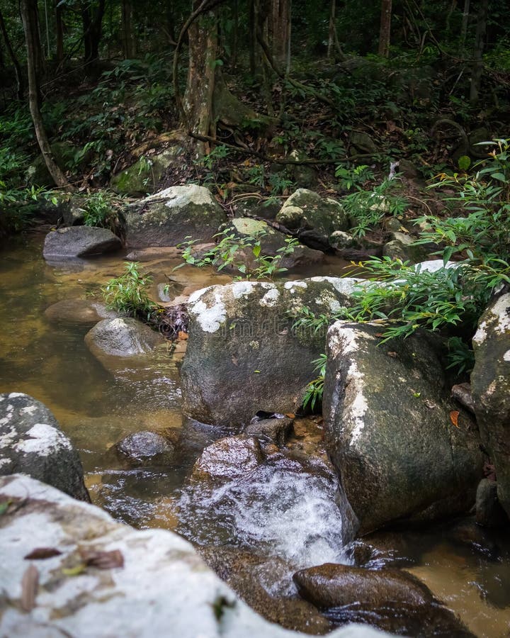 Small River in the Rainforest Jungle Stock Image - Image of river ...