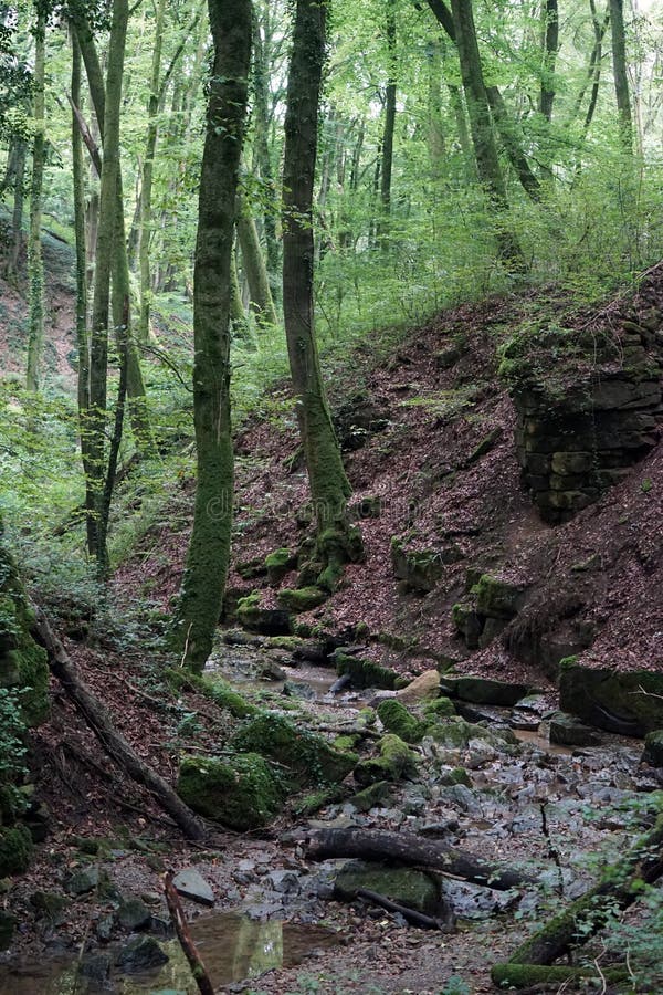 Small river in ravine stock photo. Image of leaves, trail - 77174436