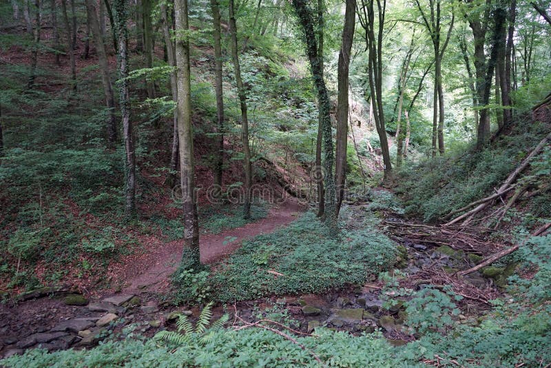 Small river in ravine stock photo. Image of leaves, trail - 77174436