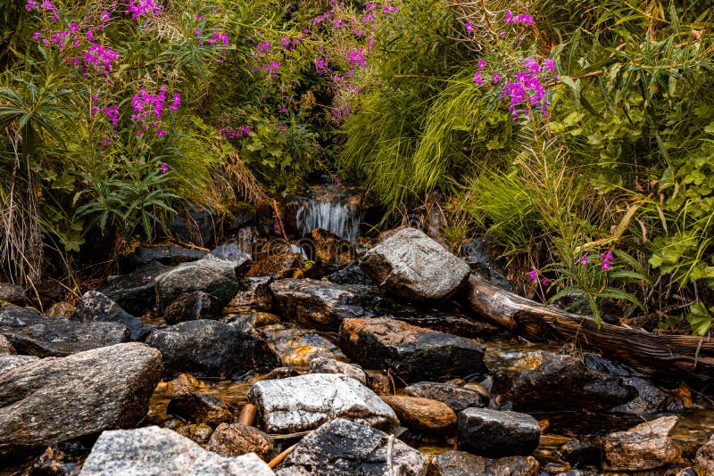 Small River with Rocks in a Green Garden Stock Image - Image of texture ...