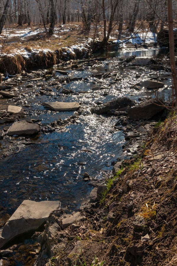 Small River with a Rocky Bottom Stock Image - Image of forest, outdoor ...