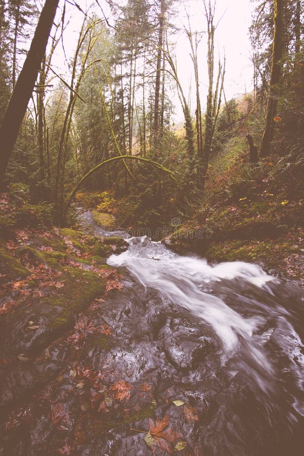 Small River Running through a Forest Stock Image - Image of mountains ...