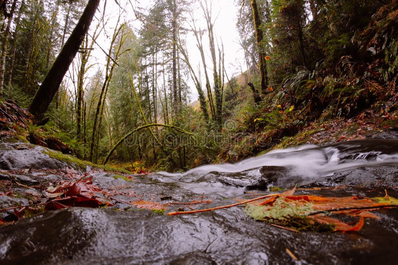 Small River Running through a Forest Stock Image - Image of rain ...