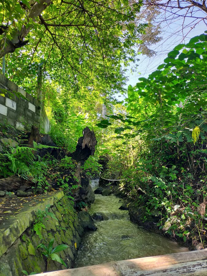 Small River with Shady and Green Trees Stock Image - Image of small ...