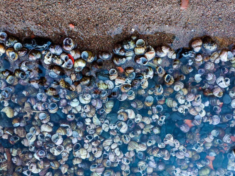 River shells stock image. Image of shining, window, nacre - 159765363