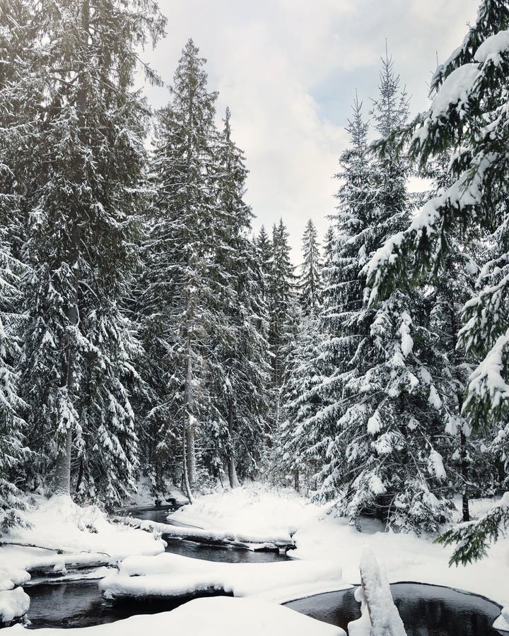 Small River in Snowy Forest during Cold Winter Stock Image - Image of ...