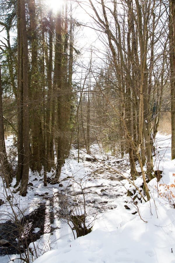 The Small Forest Mountain on the Beach of Zempin on the Island of ...