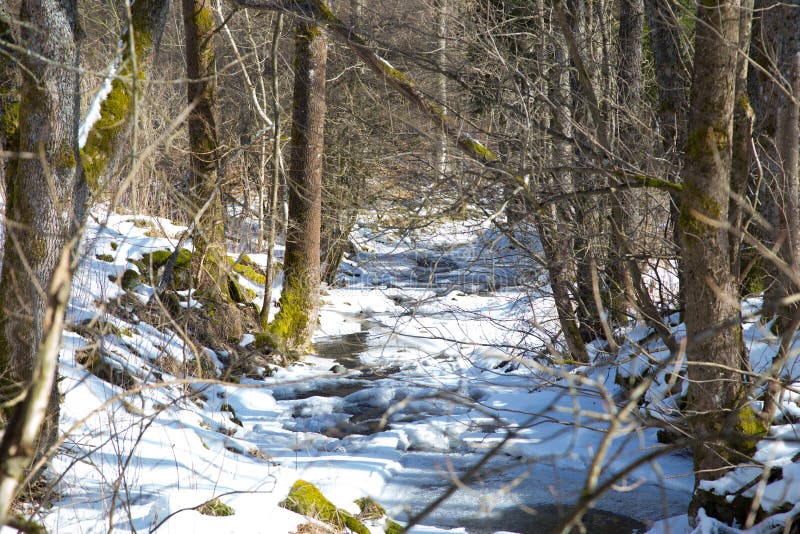 The Small Forest Mountain on the Beach of Zempin on the Island of ...