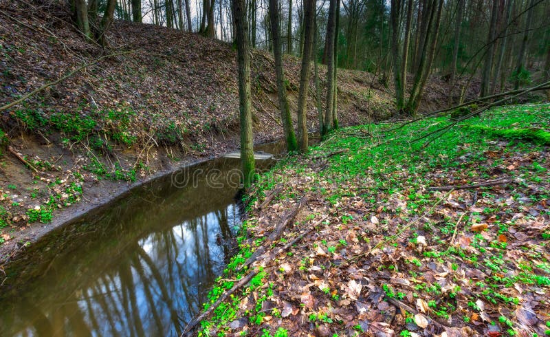 Small River in Springtime Forest Stock Photo - Image of europe ...