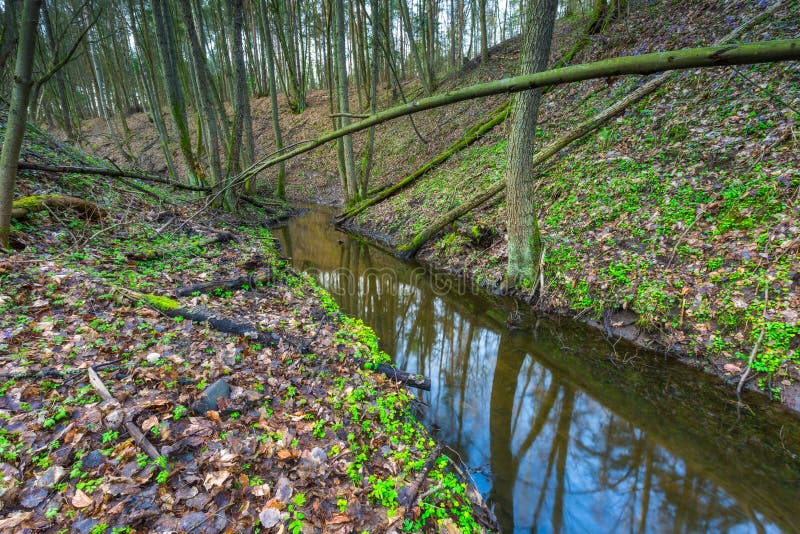 Small River in Springtime Forest Stock Photo - Image of countryside ...