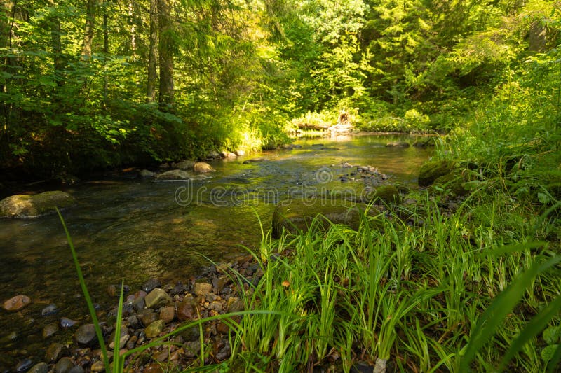 A Small River Stream Flowing through the Forest with Lush Green Grass ...
