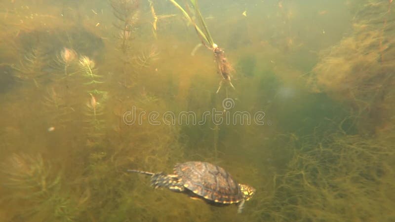 River Turtle in Female Hands on Background of Green River, Close-Up ...