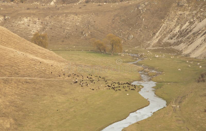 Small River in Valley Cliffs Cows Stock Photo - Image of high, clay ...