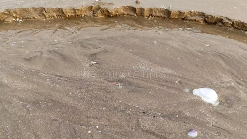 Small River Water Flow on Beach Sand with Small Shell Carcasses Stock ...
