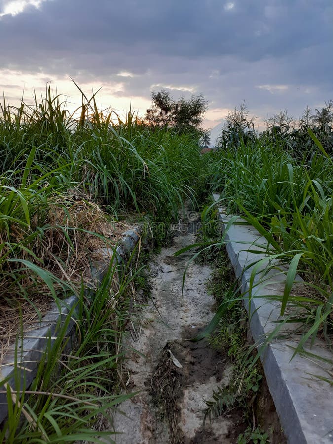 Irrigation of Rice Fields Using Pump Wells with the Technique of ...