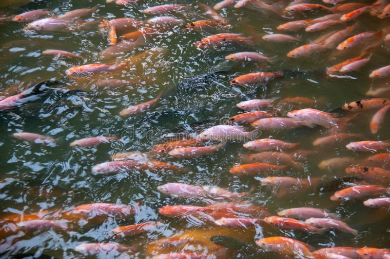 A Small River Where There are Lots of Fish Stock Photo - Image of ...