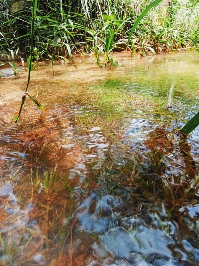 A Small River Whose Water is Very Clear is Receding Due To the Dry ...