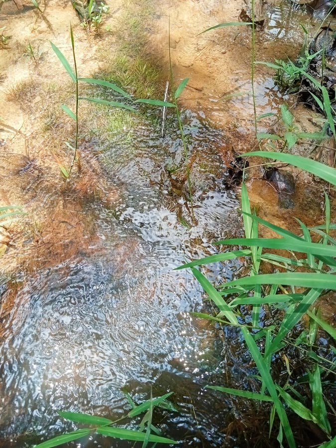 A Small River Whose Water is Very Clear is Receding Due To the Dry ...