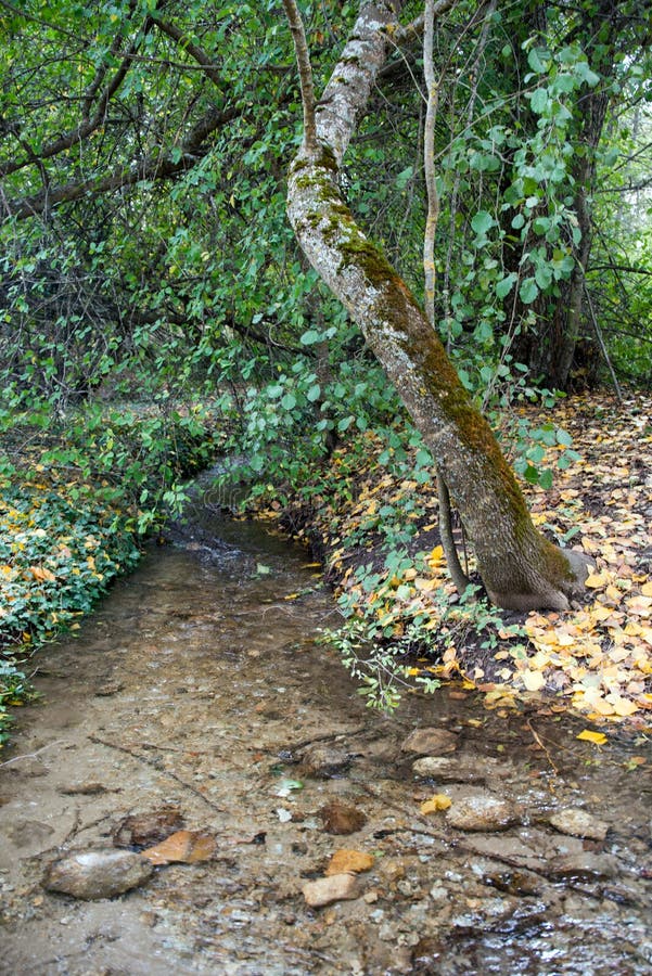 Small River Wih Transparent Water and Bent Tree Stock Photo - Image of ...