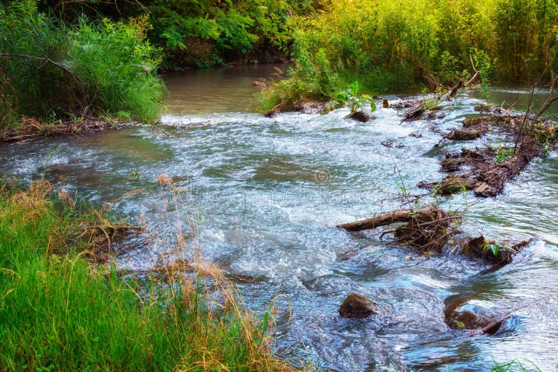 A Small River in a Wild Forest, a Beautiful Summer Landscape, Bright ...