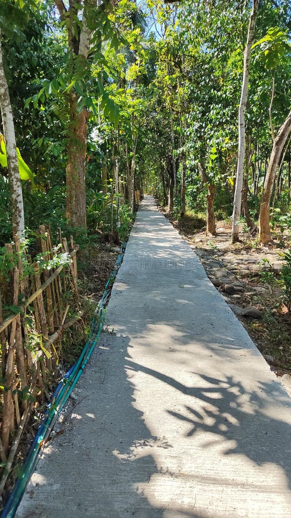 Roadside tree stock photo. Image of grass, garden, tree - 287983330