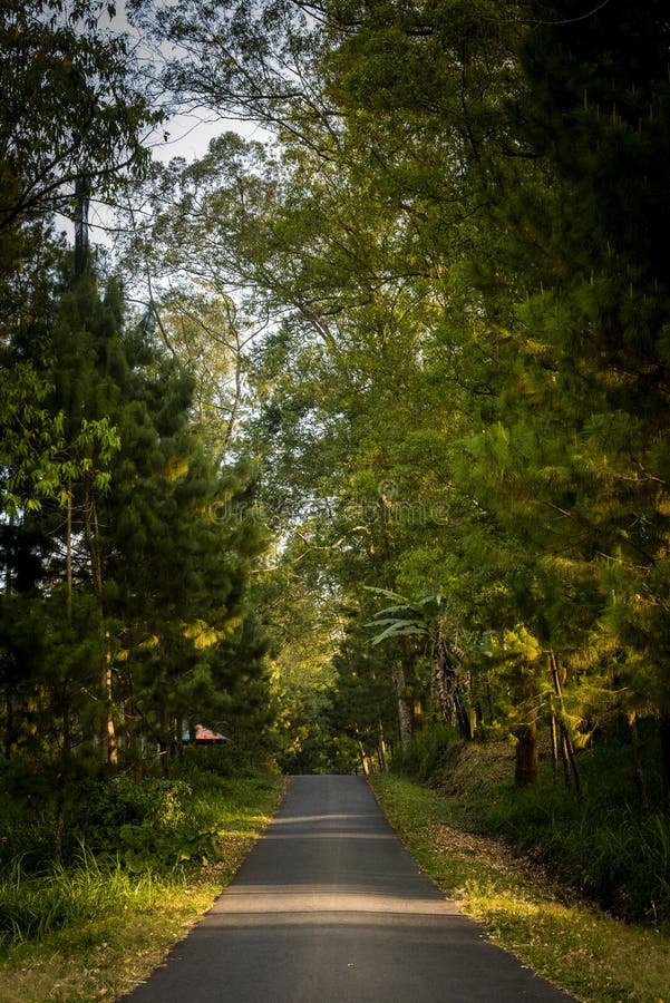 Small road crossing forest stock image. Image of peaceful - 130686949