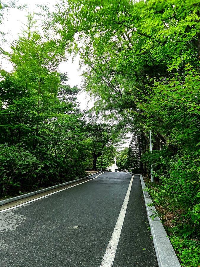 Road through tree tunnel stock image. Image of road, tunnel - 81837975