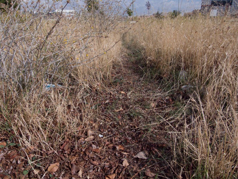 Litter Grass Stock Images - Download 5,836 Royalty Free Photos