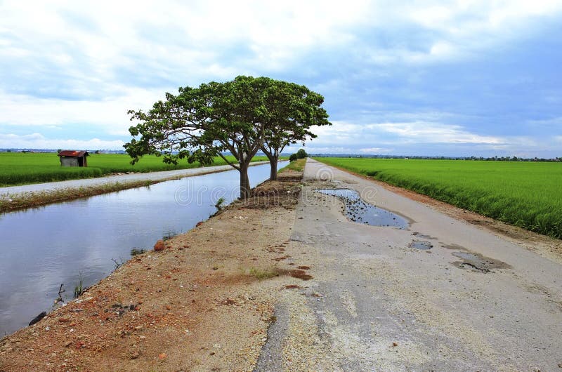 Small road at paddy field stock image. Image of malaysia - 33734355