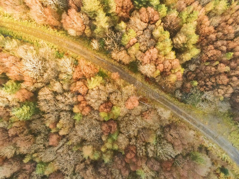 Small road in a park. stock image. Image of small, tree - 176254561